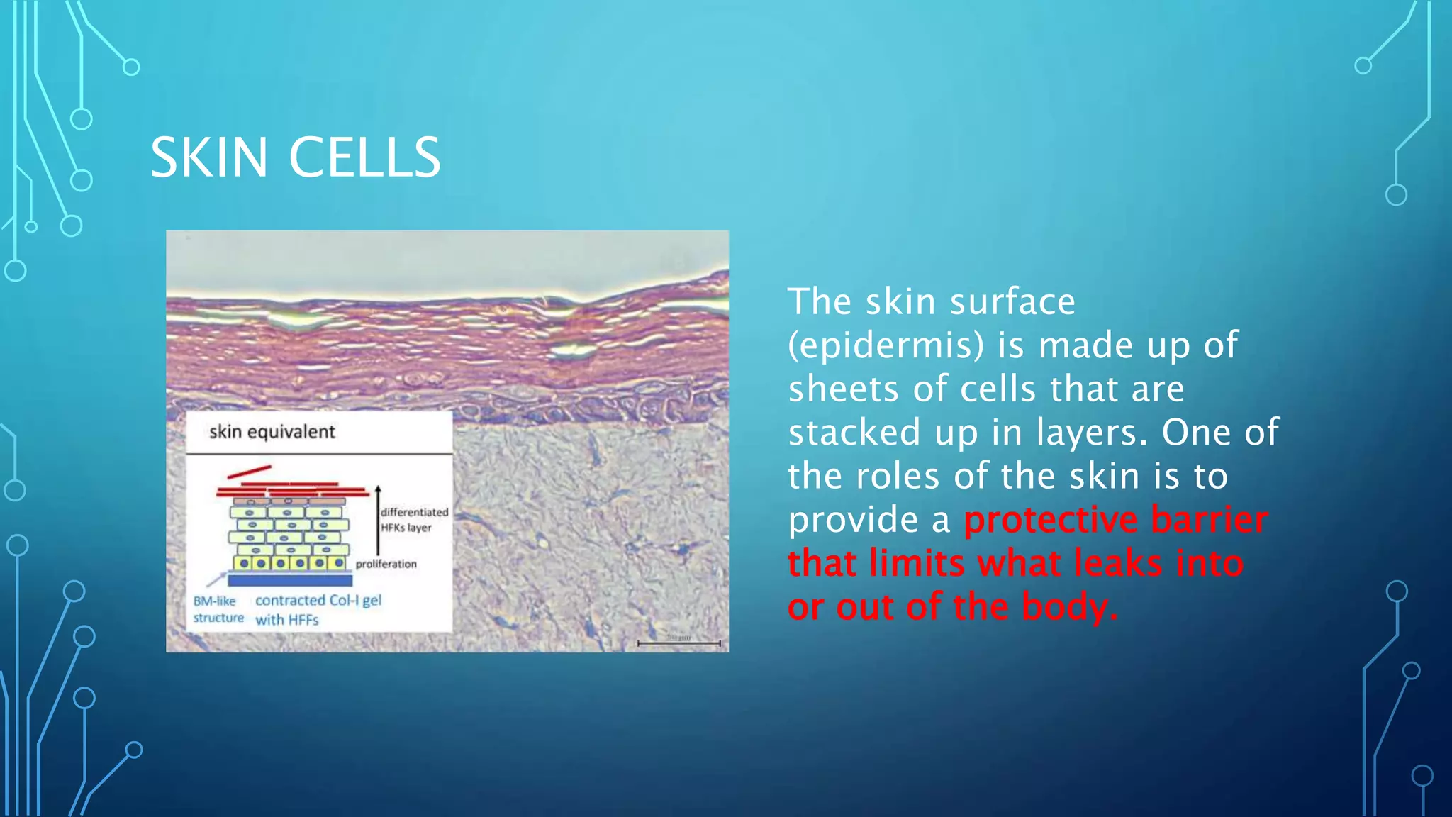 How cells form tissues and other organs | PPT
