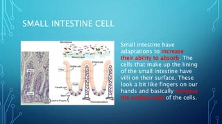 How cells form tissues and other organs | PPT