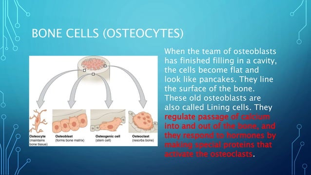 How cells form tissues and other organs | PPT