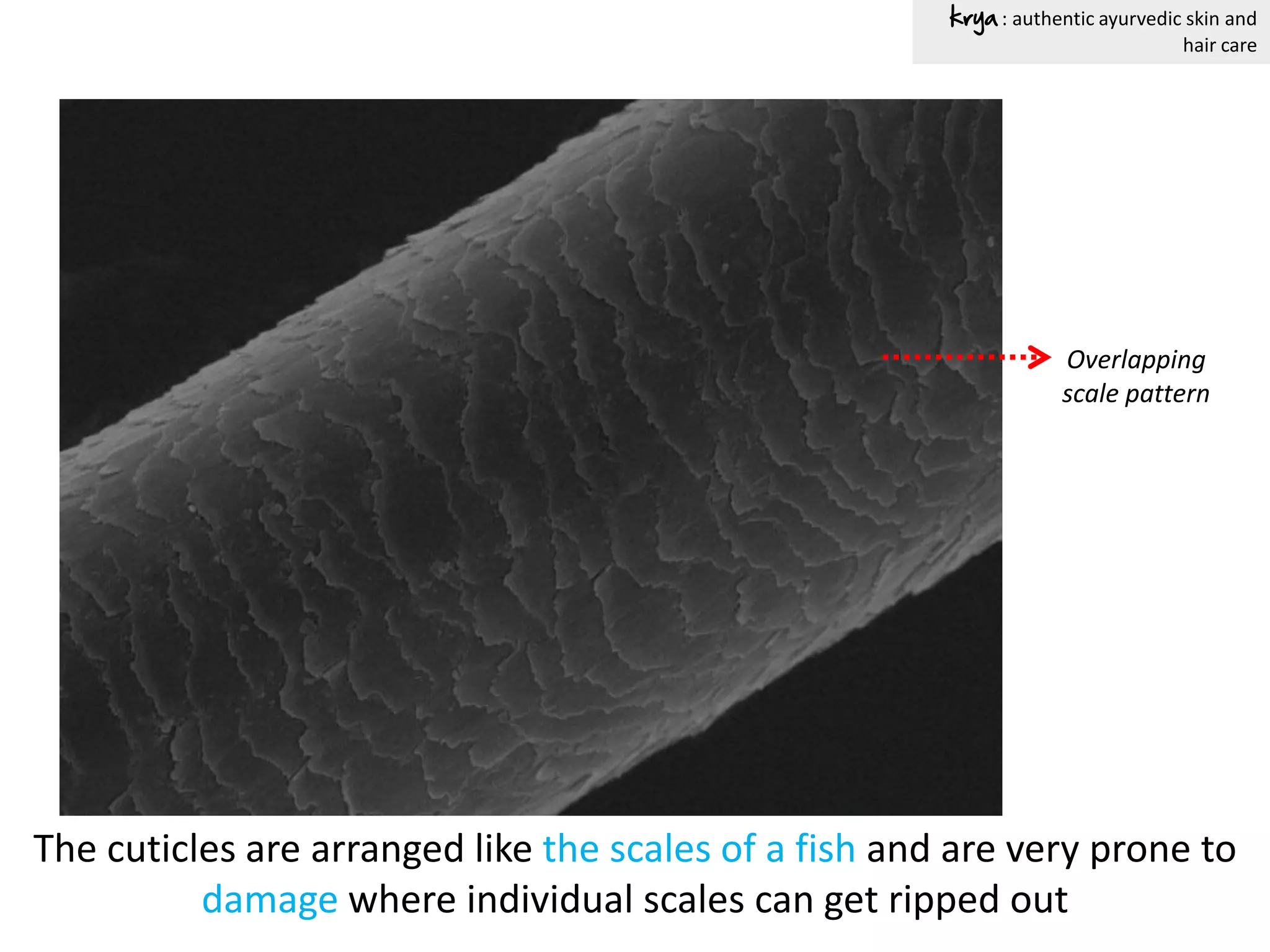 How chemical colours , hair straightening, re bonding damage hair | PDF