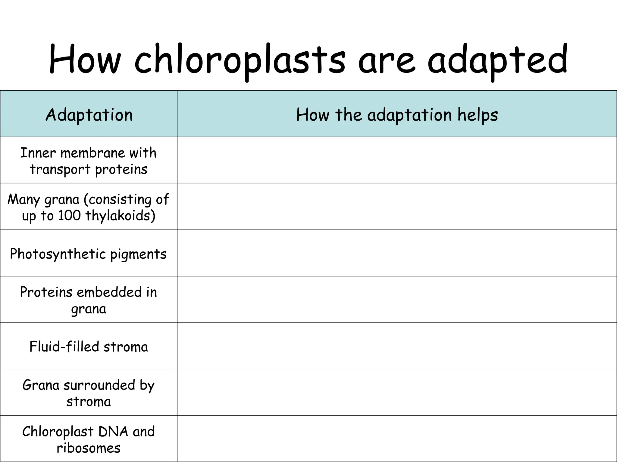How chloroplasts are adapted worksheet.ppt