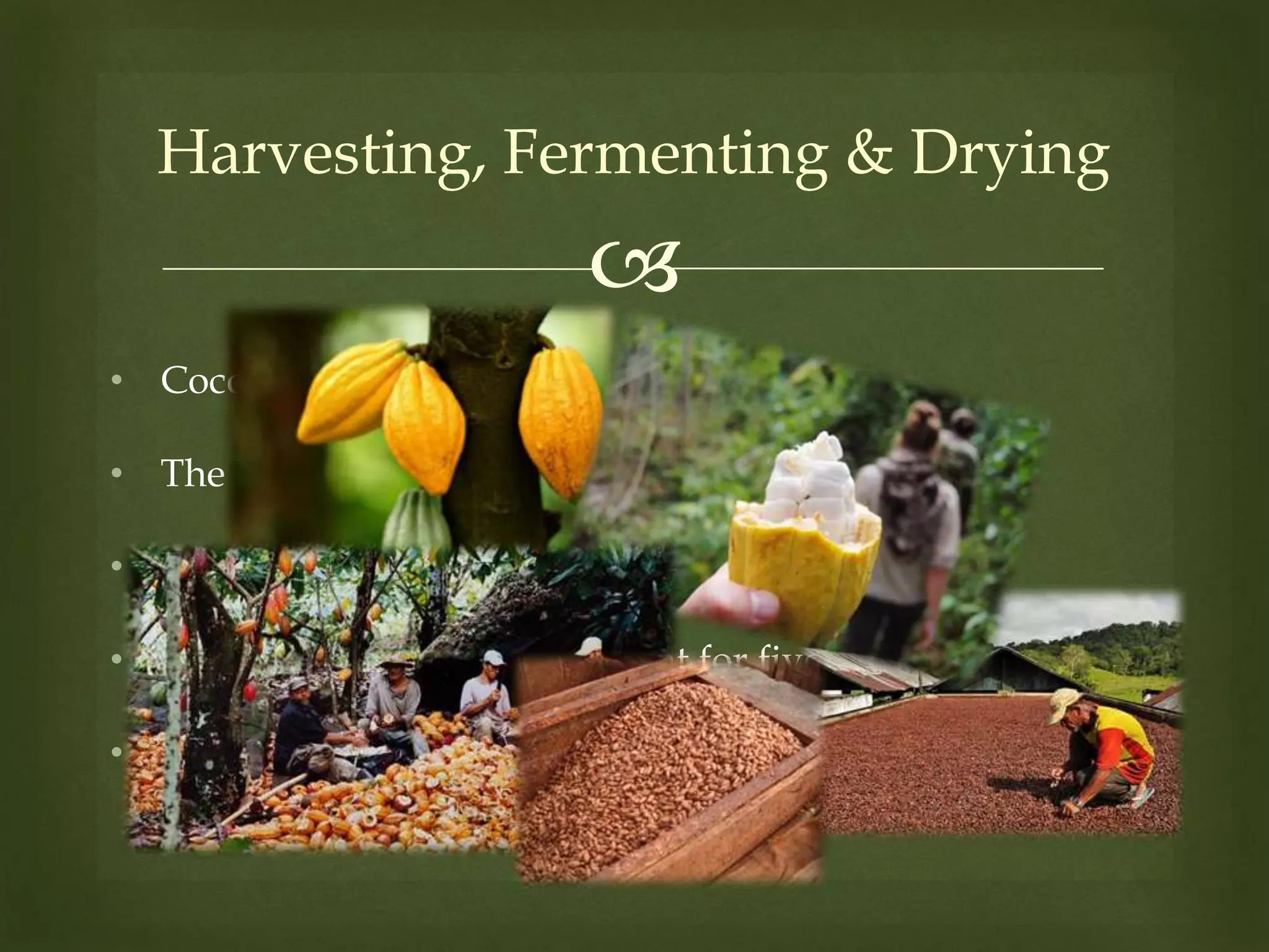 How chocolate is made | PPTX