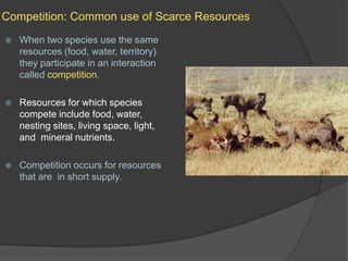 Competition Examples Biology