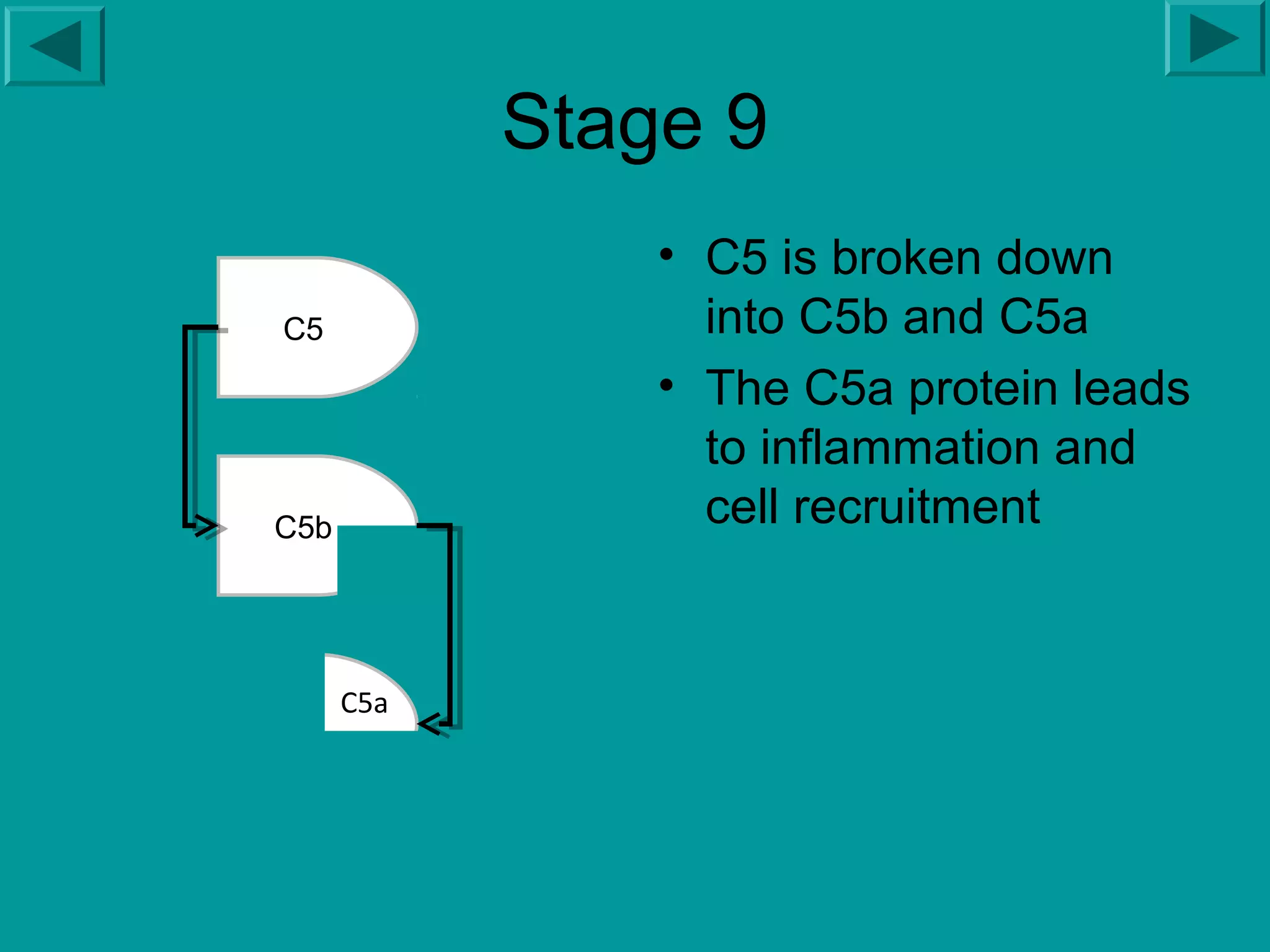 How Complement System Works Lectin Pathway Ppt