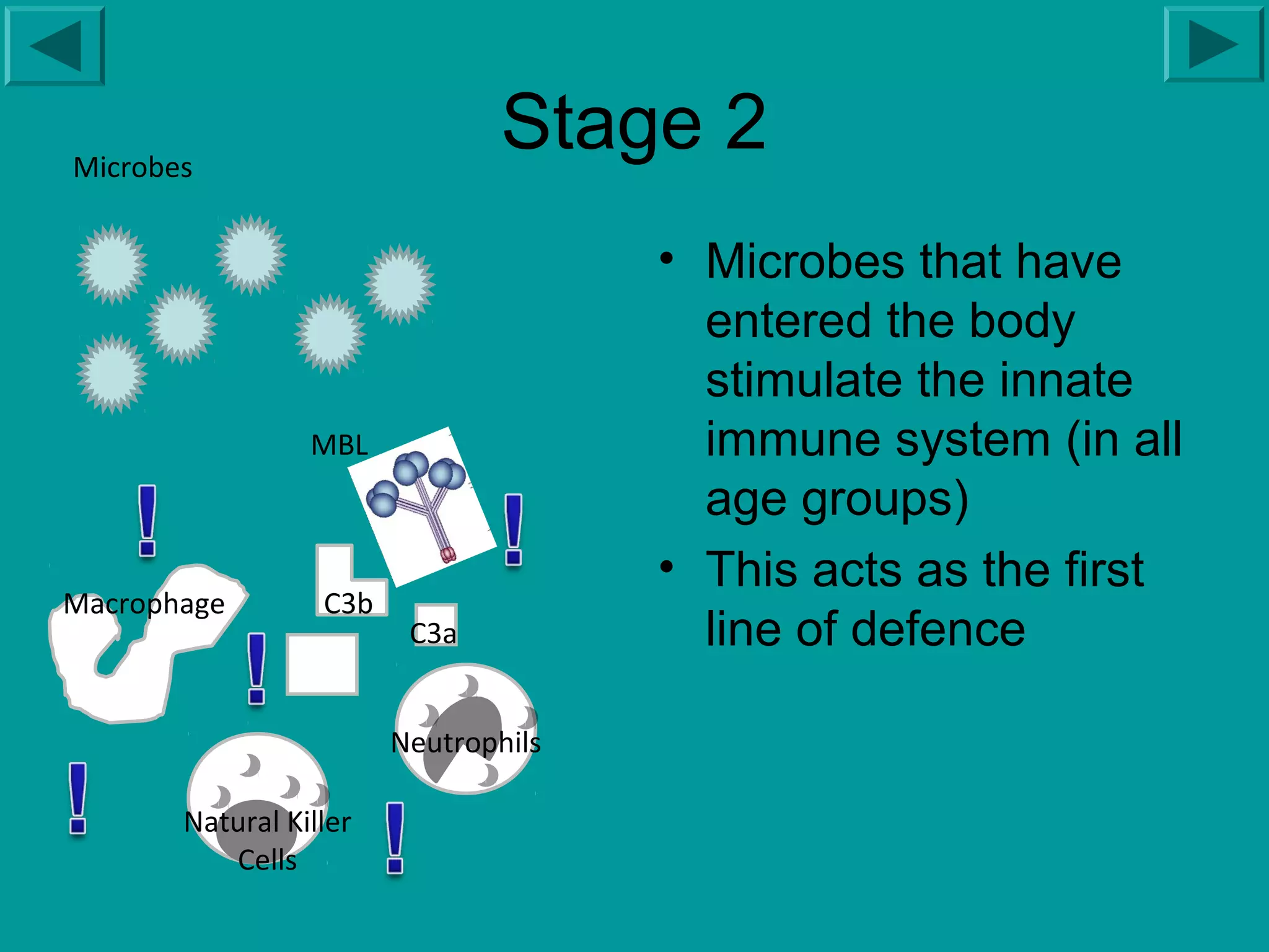 How Complement System Works (Lectin Pathway) | PPT