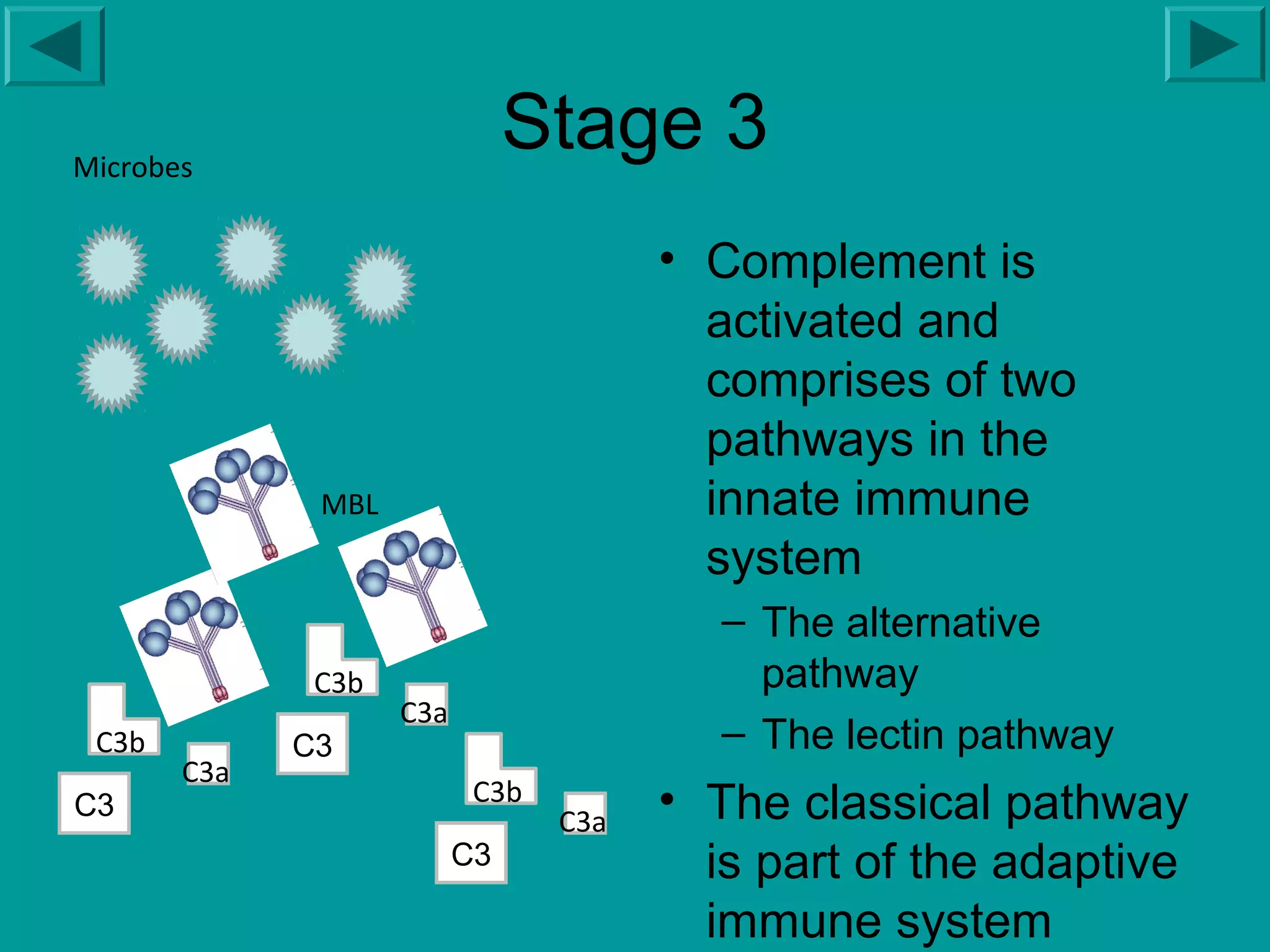 How Complement System Works (Lectin Pathway) | PPT
