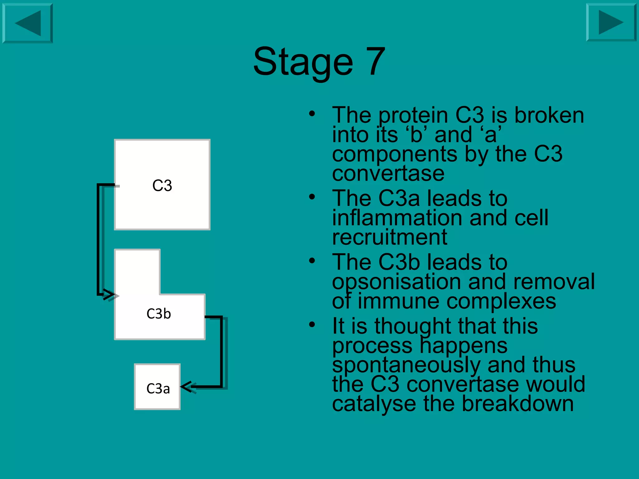 How Complement System Works (Lectin Pathway) | PPT