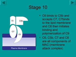 How Complement System Works (Lectin Pathway) | PPT