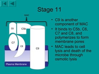How Complement System Works (Lectin Pathway) | PPT