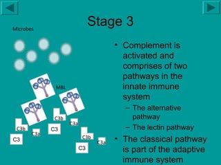 How Complement System Works (Lectin Pathway) | PPT