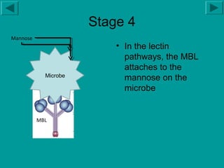 How Complement System Works (Lectin Pathway) | PPT