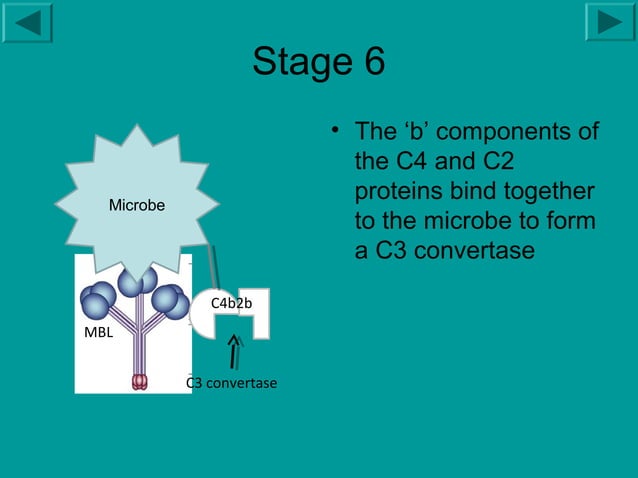 How Complement System Works (Lectin Pathway) | PPT | Blood Disorders ...