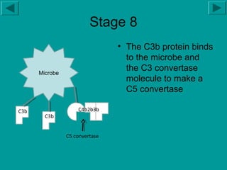 How Complement System Works (Lectin Pathway) | PPT