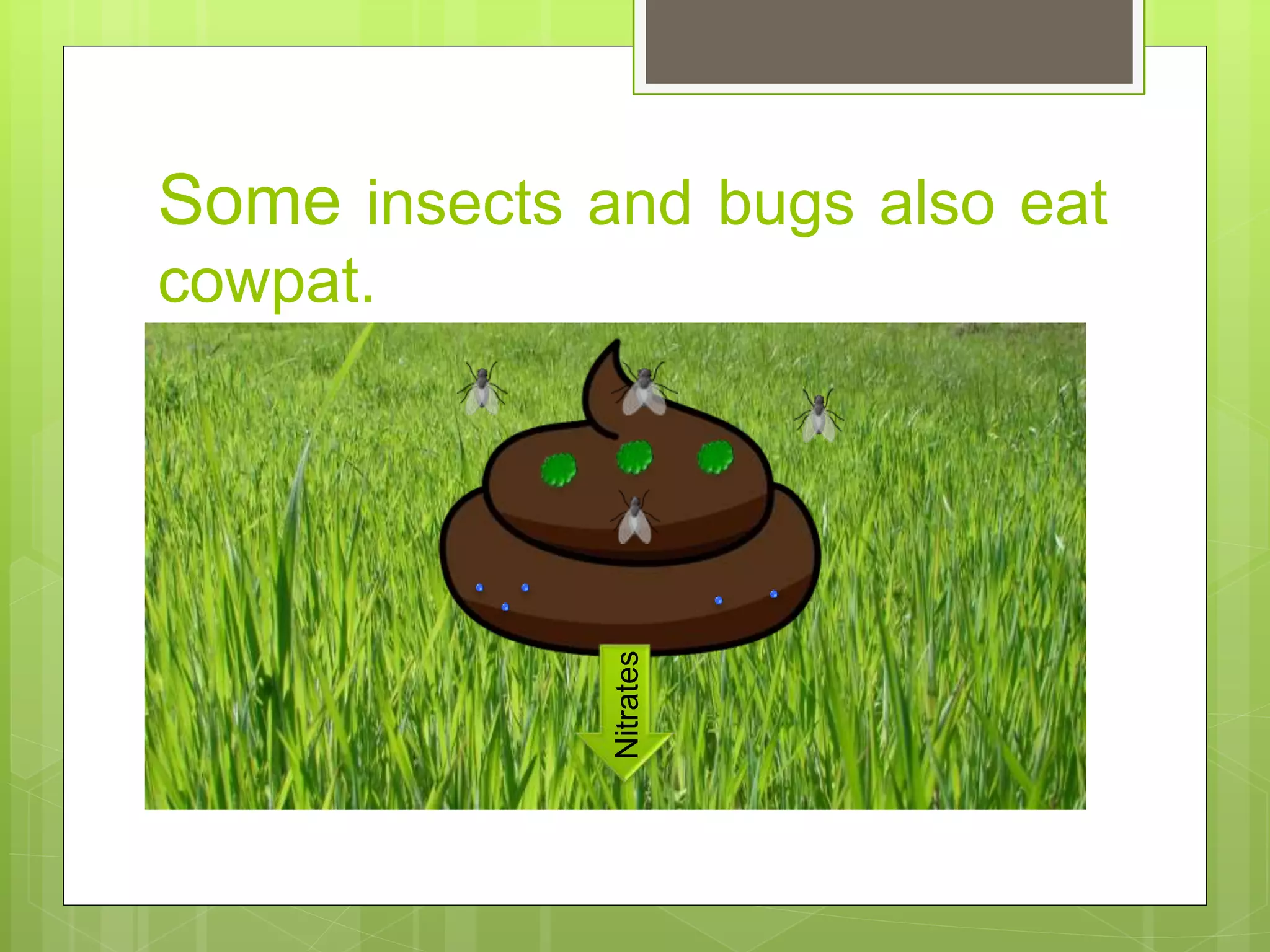 How cowpat rots? | PPT