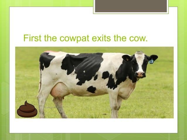 How cowpat rots? | PPT
