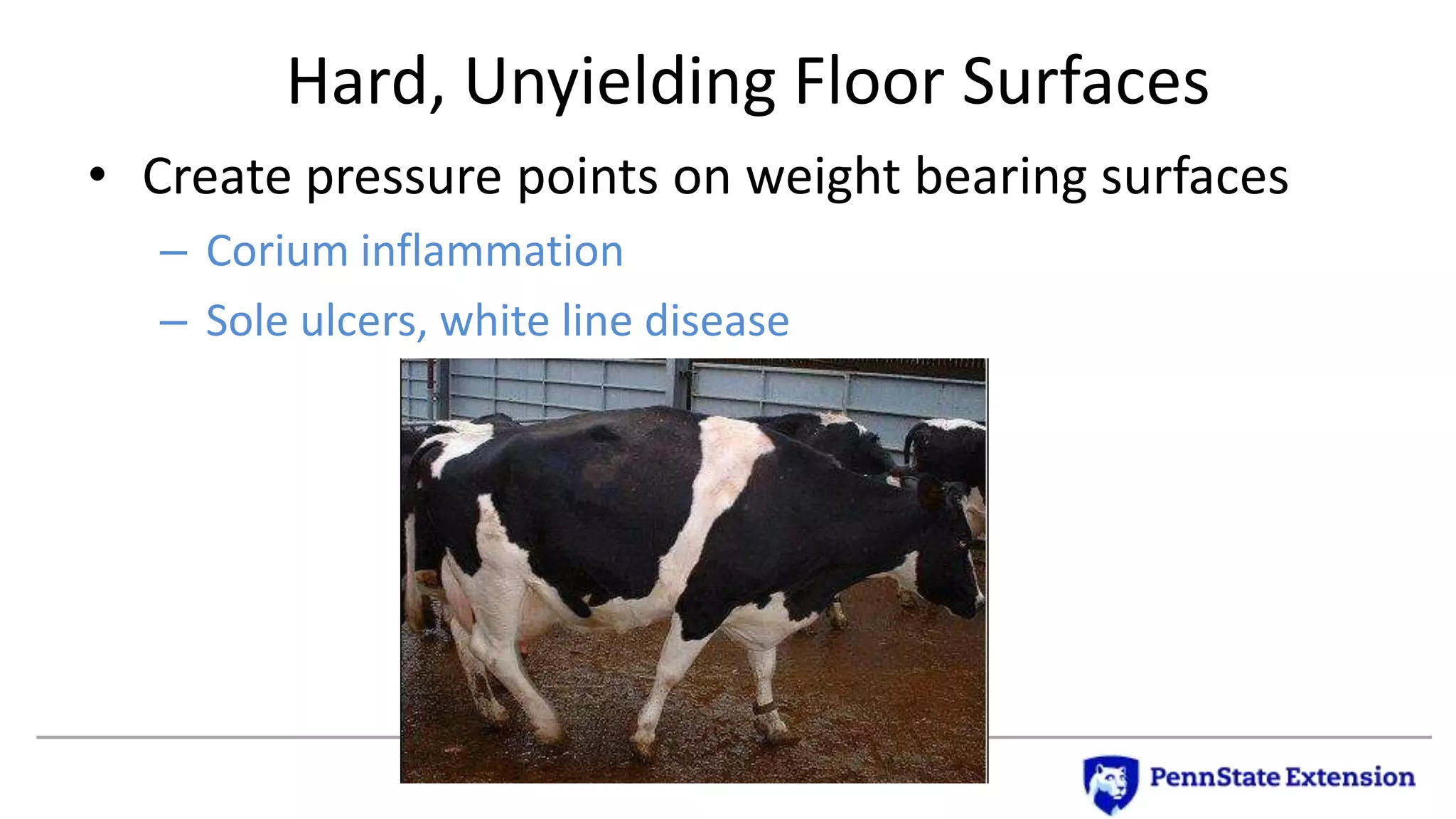 How Dairy Cattle Facilities May Contribute to Lameness | PPTX