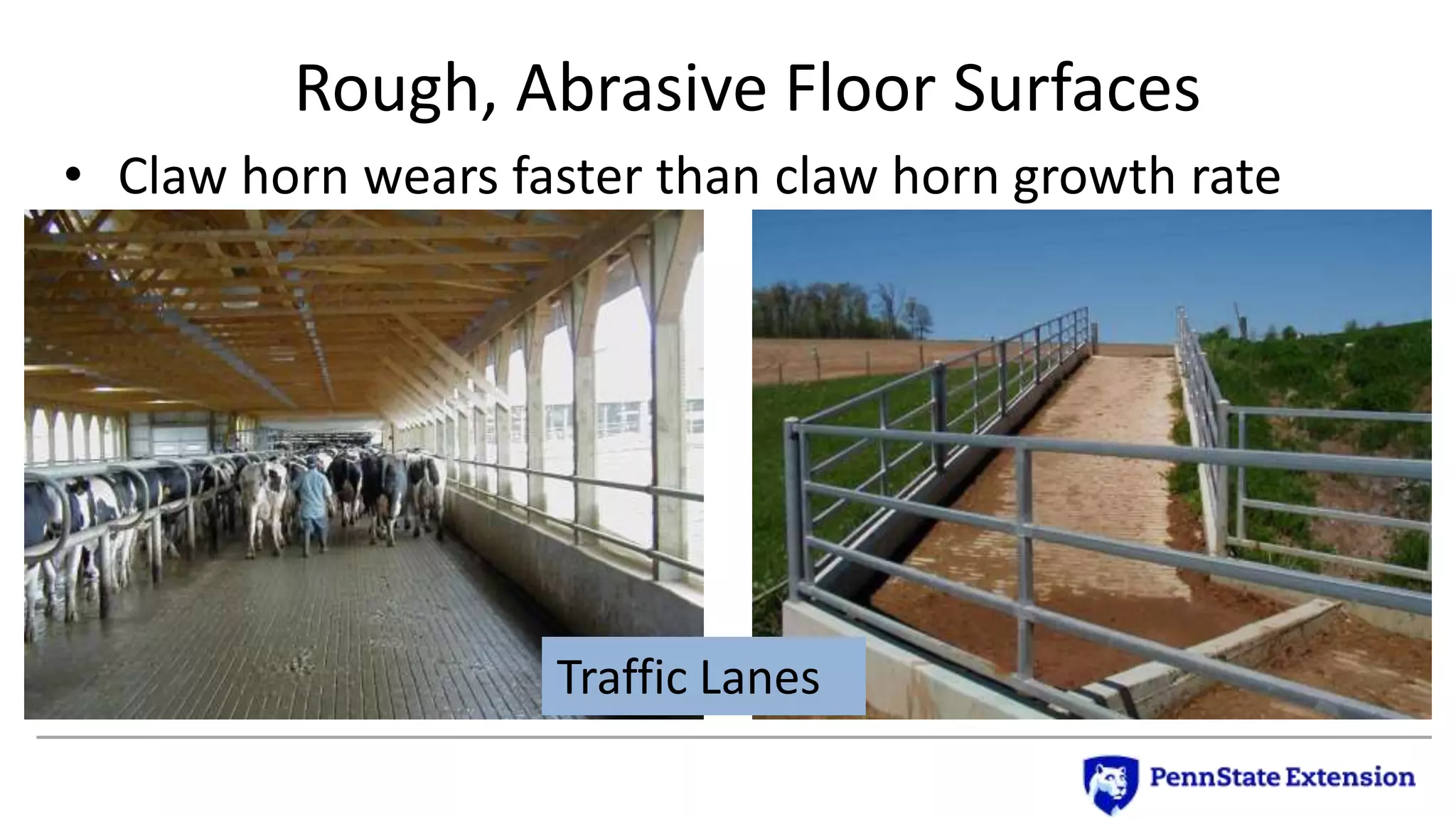 How Dairy Cattle Facilities May Contribute to Lameness | PPTX