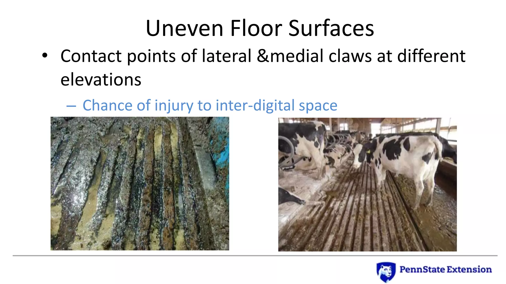 How Dairy Cattle Facilities May Contribute to Lameness | PPTX