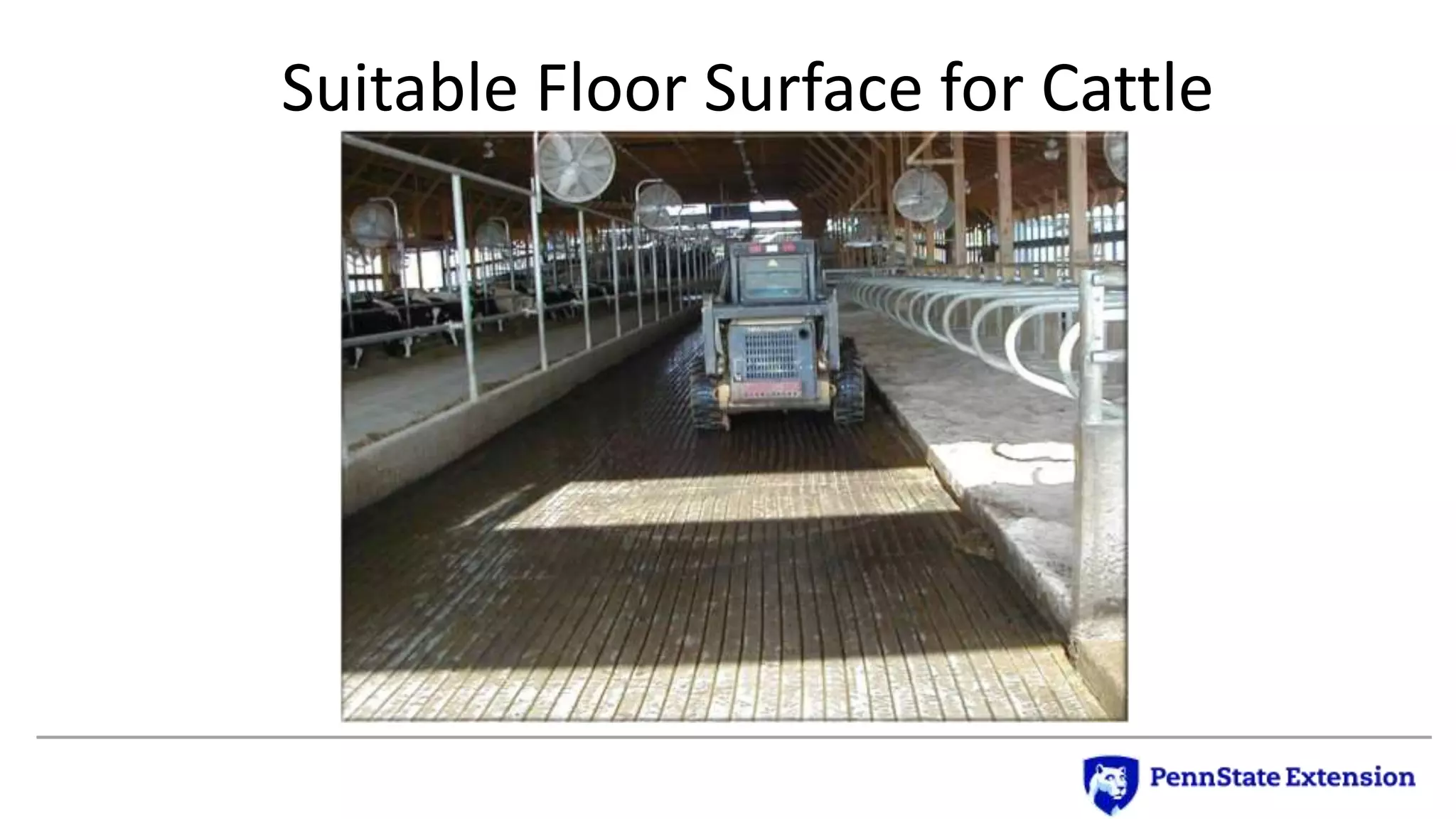 How Dairy Cattle Facilities May Contribute to Lameness | PPTX