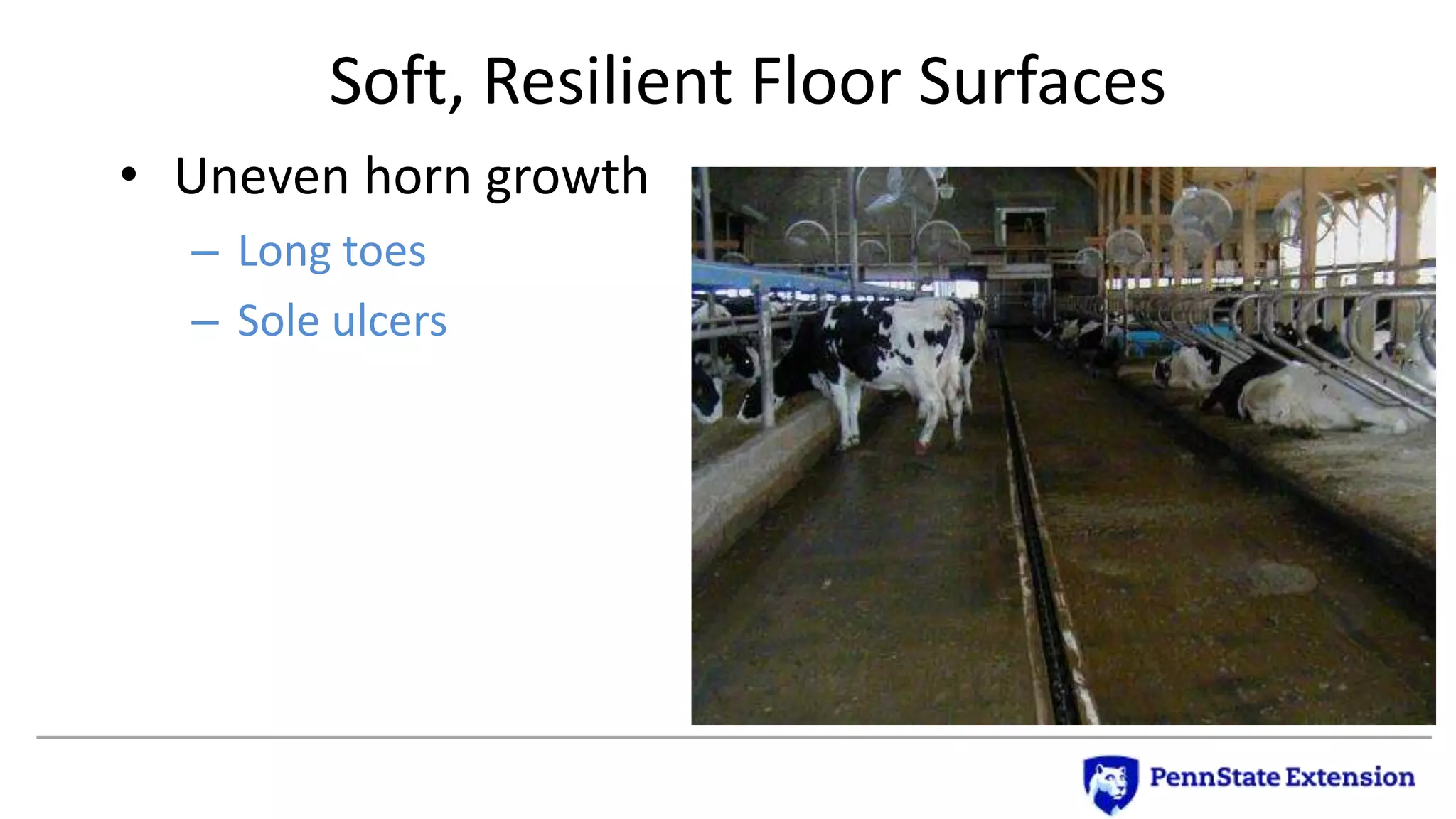 How Dairy Cattle Facilities May Contribute to Lameness | PPTX