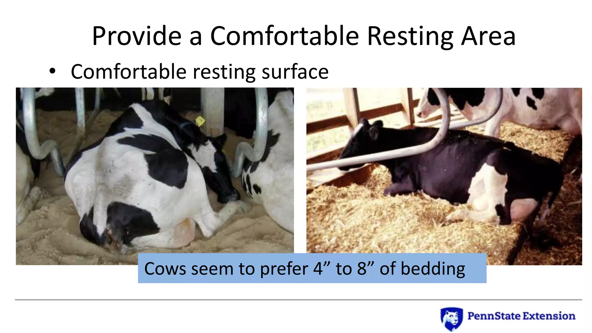 How Dairy Cattle Facilities May Contribute to Lameness | PPTX