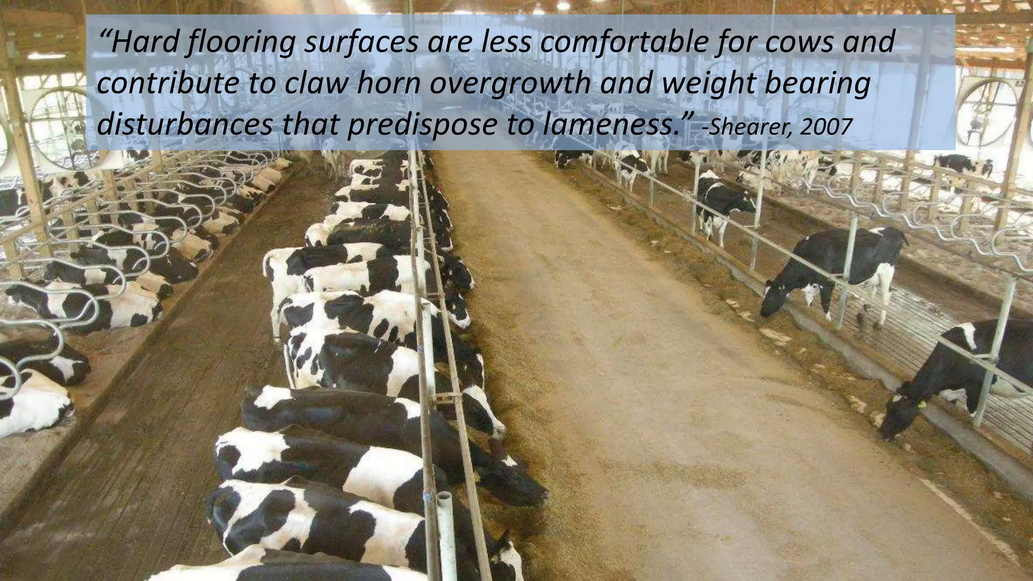 How Dairy Cattle Facilities May Contribute to Lameness | PPTX