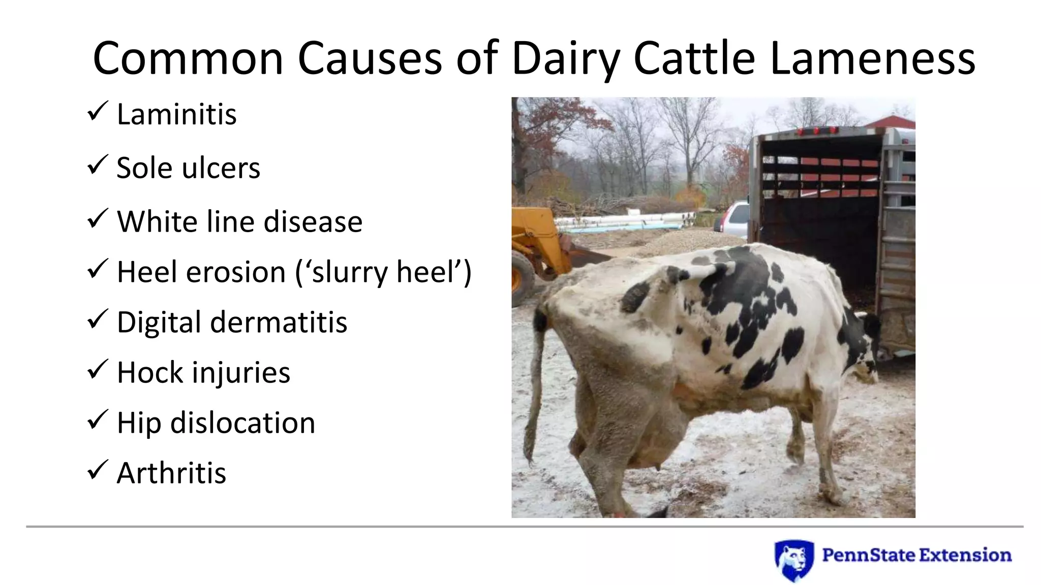 How Dairy Cattle Facilities May Contribute to Lameness | PPTX