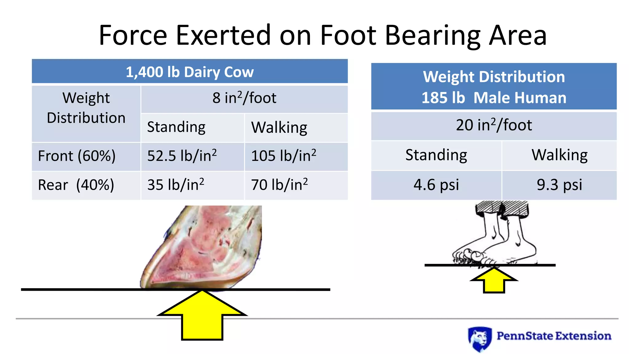 How Dairy Cattle Facilities May Contribute to Lameness | PPTX