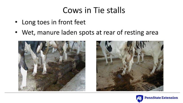 How Dairy Cattle Facilities May Contribute to Lameness | PPT
