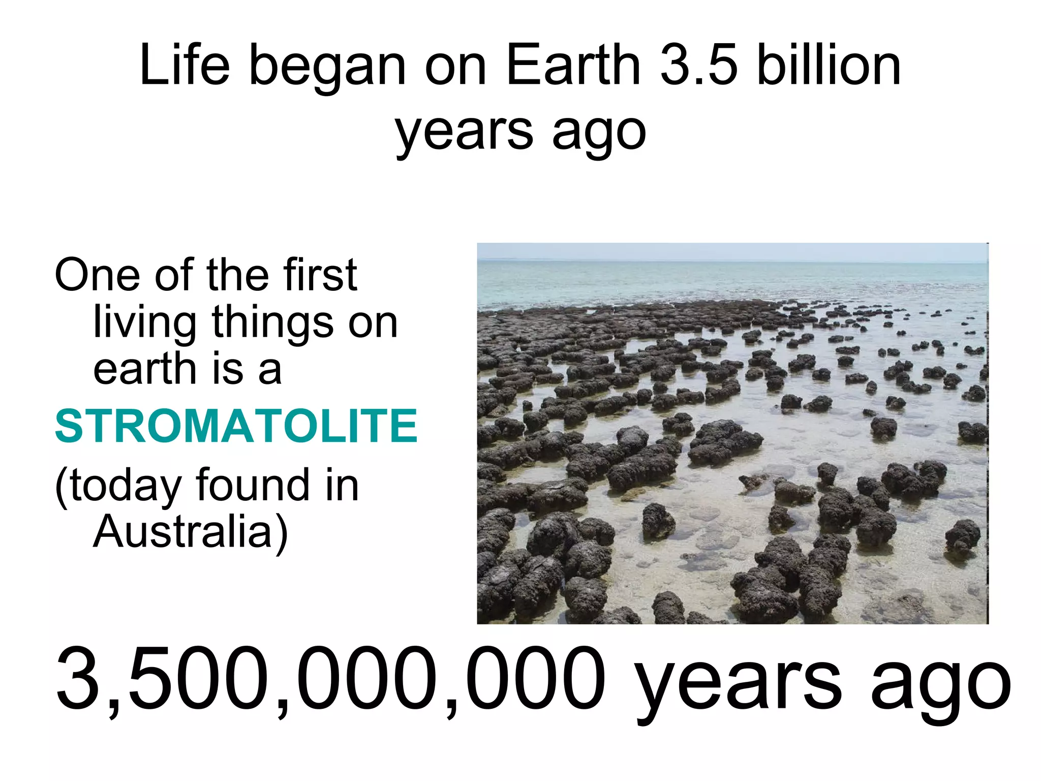How Did Life Begin | PPT