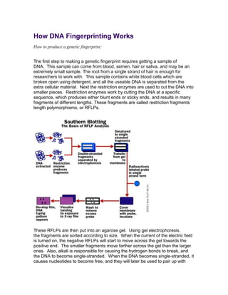 How dna fingerprinting works | DOC