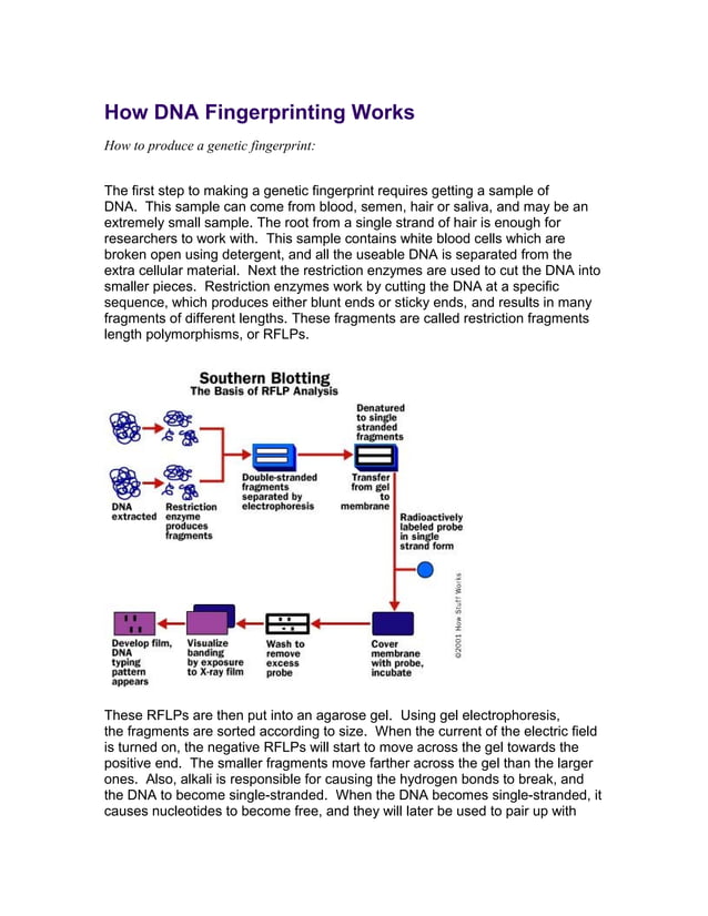 How dna fingerprinting works | PDF | Free Download