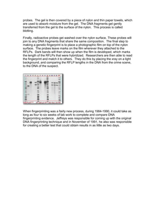 How dna fingerprinting works | DOC