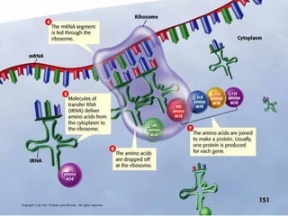 How dna works | PPT