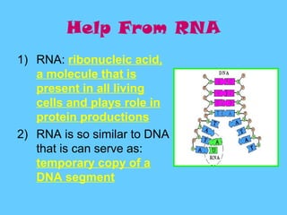 How dna works | PPT