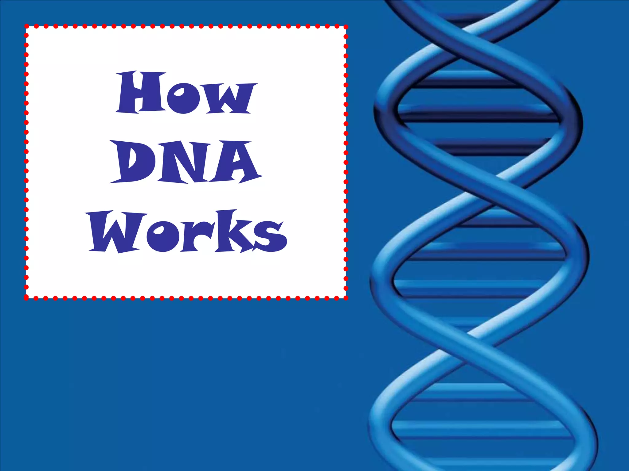 How DNA Works Notes | PPTX