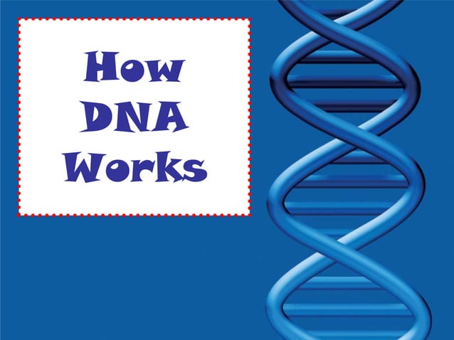 How DNA Works Notes | PPTX