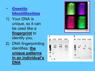 How DNA Works Notes | PPTX