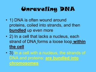 How DNA Works Notes | PPTX