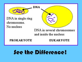 How DNA Works Notes | PPTX