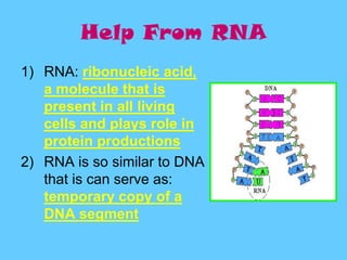 How DNA Works Notes | PPTX