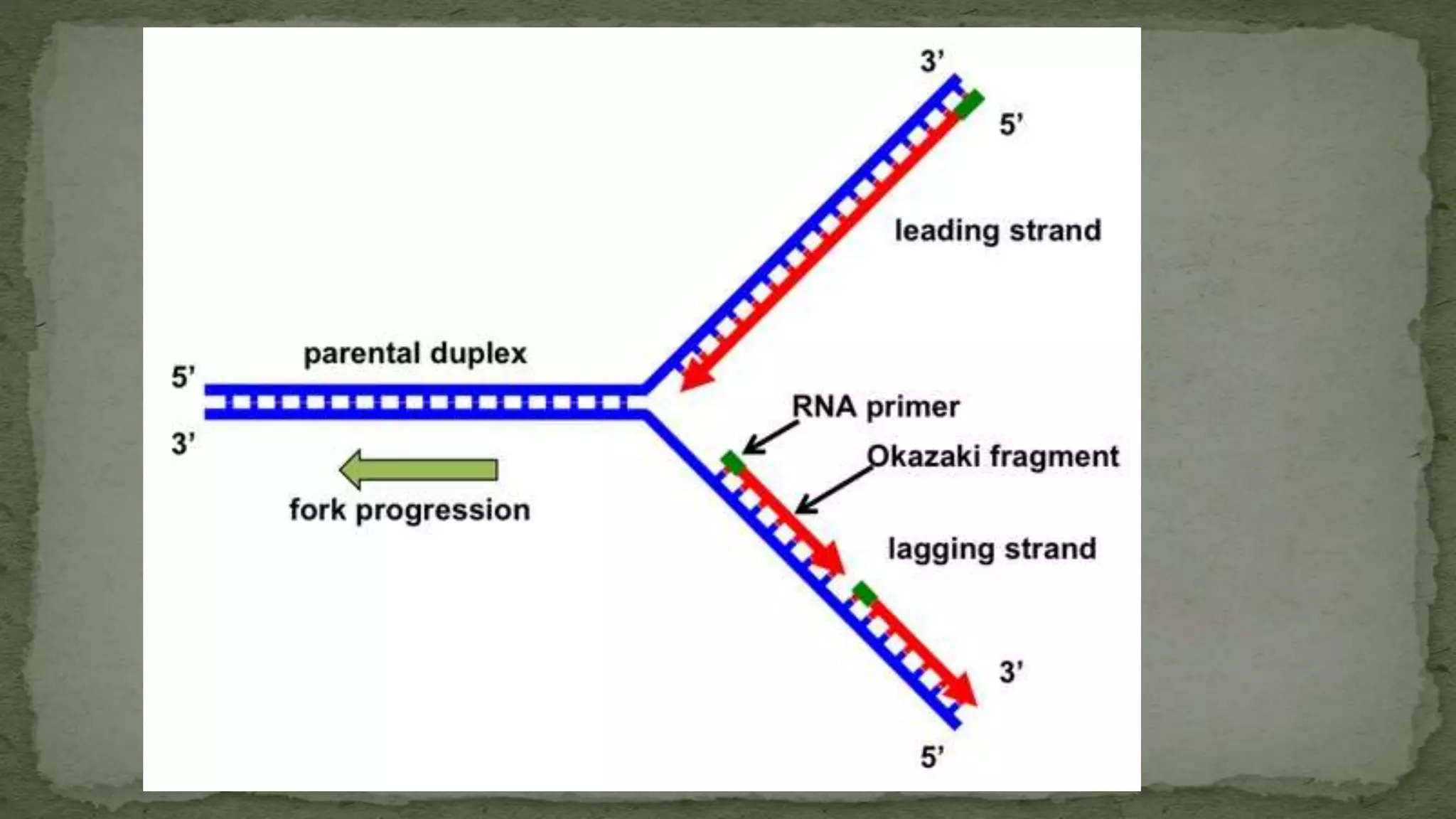 AS Biology - How DNA works? | PPTX