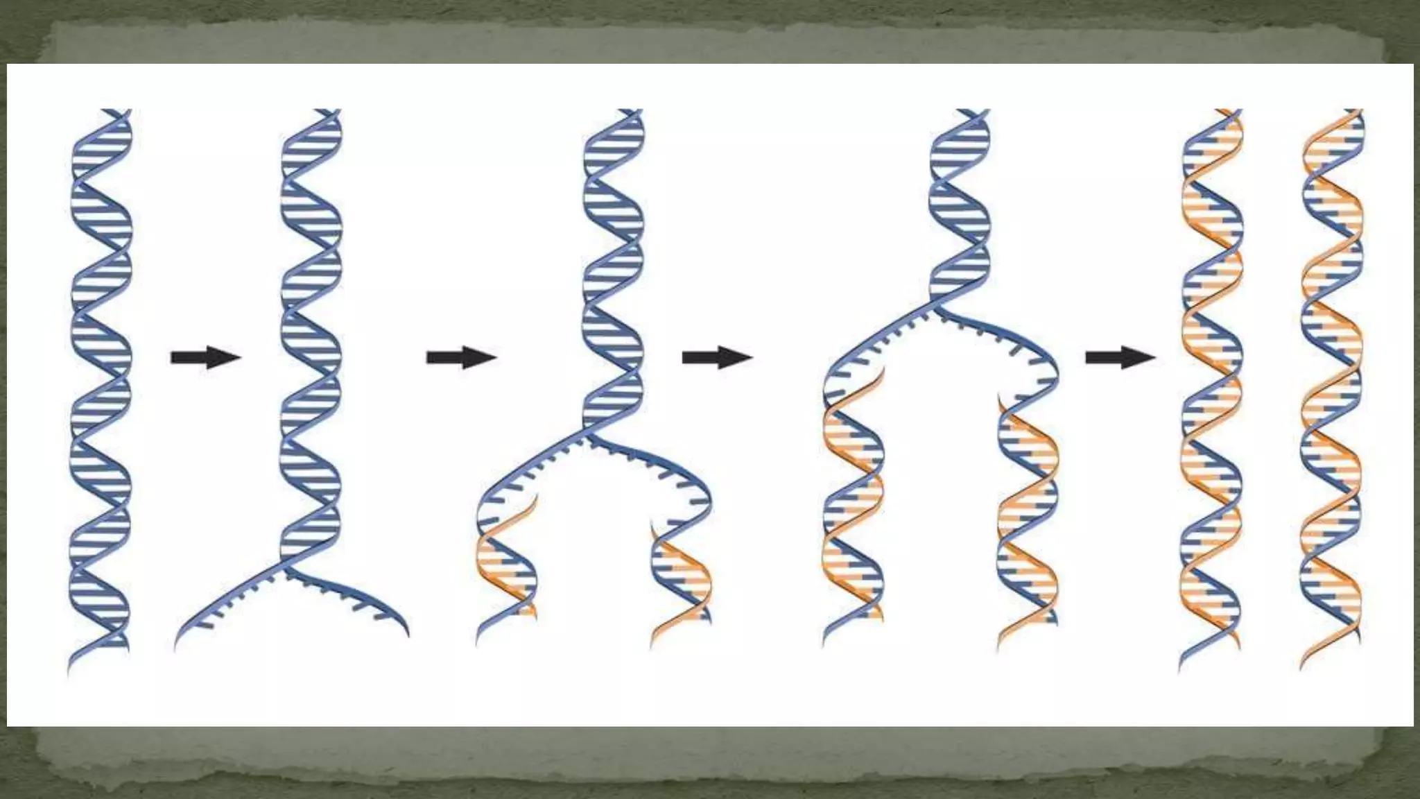 AS Biology - How DNA works? | PPTX