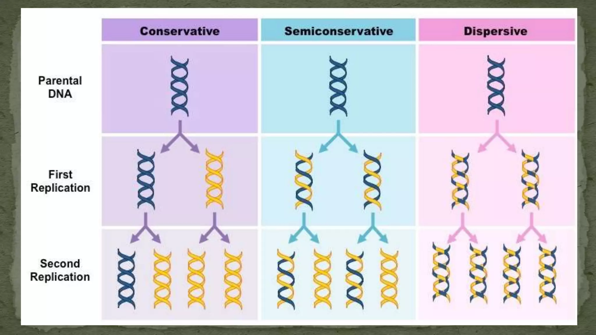 AS Biology - How DNA works? | PPTX