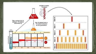AS Biology - How DNA works? | PPTX