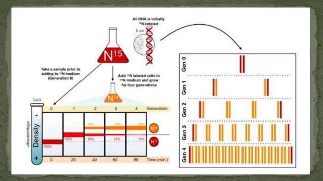 AS Biology - How DNA works? | PPTX | Chemistry | Science