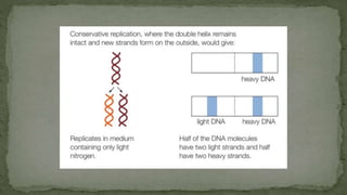 AS Biology - How DNA works? | PPTX