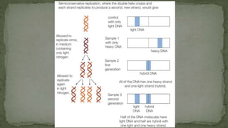 AS Biology - How DNA works? | PPTX