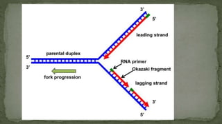AS Biology - How DNA works? | PPTX