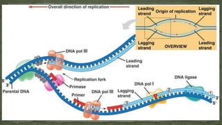 AS Biology - How DNA works? | PPTX
